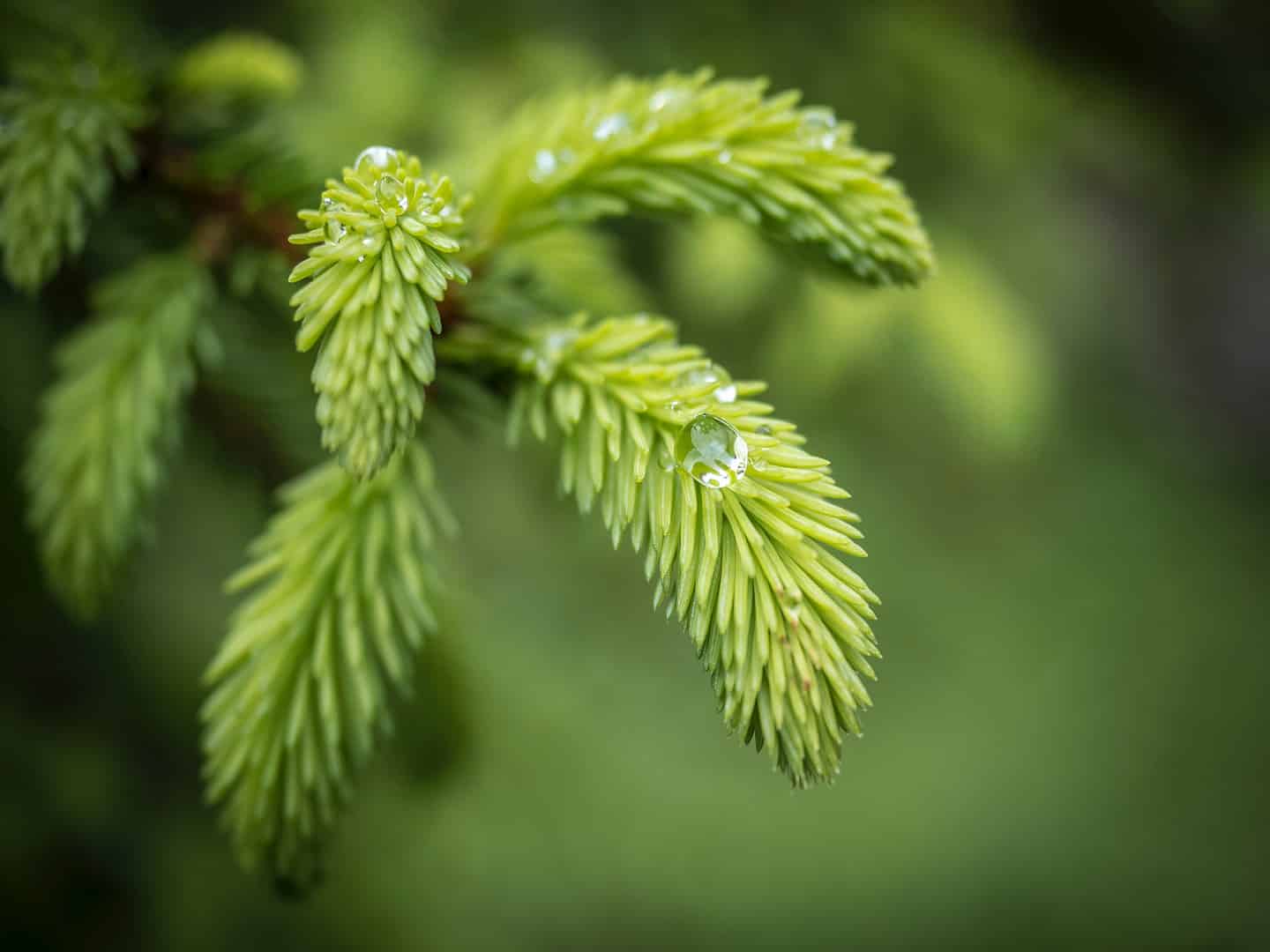 Traditional Spruce Tip Syrup
